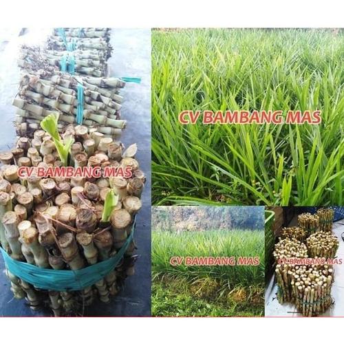 Jual Benih Tanaman Rumput ODOT KOLONJONO RUMPUT GAJAH Rumput pakan ...