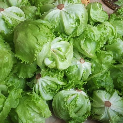 Jual Lettuce head - Jakarta Timur - warung-aeko | Tokopedia