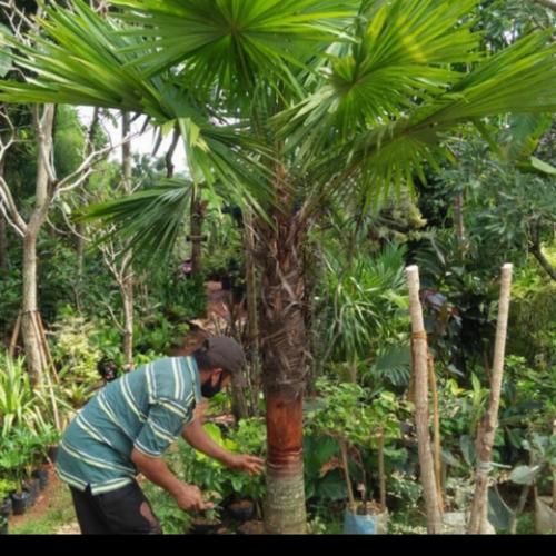 Jual tanaman hias palem kipas palem sadeng - Kota Depok - alfaqih taman ...