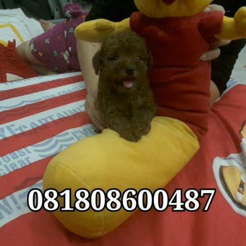 Jual Anakan Anjing TeaCup Tiny Toy Poodle - Jakarta Utara - Natasha ...