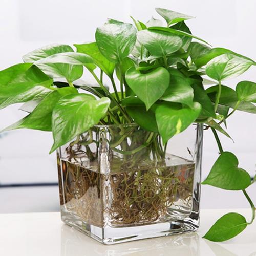 Jual VAS BUNGA KOTAK AESTHETIC KACA PERSEGI - VAS 12 X 12 CM - Kota ...