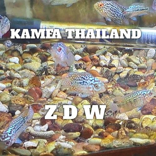 Jual Burayak Louhan Kamfa F2 Thailand Jakarta Pusat Daiwa Mercure