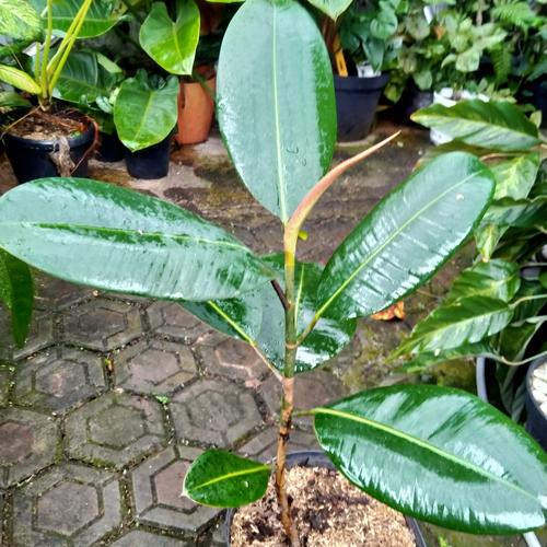 Jual Tanaman hias rubber plant tanaman herbal karet kebo ficus elastica ...