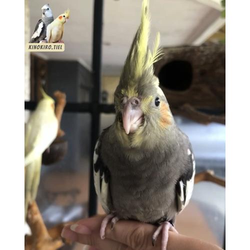 Jual Burung falk grey cockatiel grey - Kota Surabaya - dunia sports ...