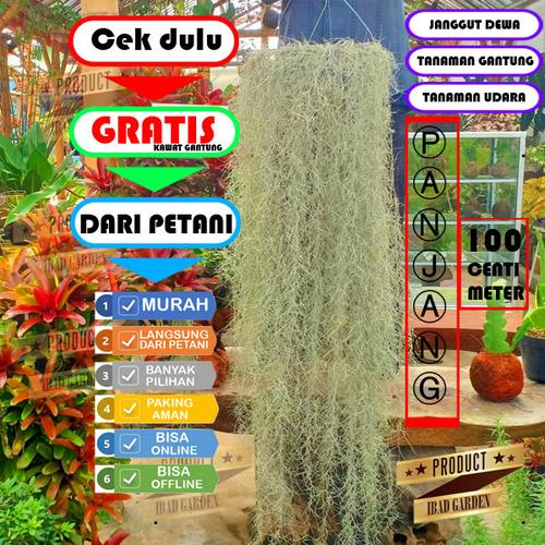 Jual Tanaman hias gantung Janggut musa | Janggut nabi| janggut dewa - 4 ...