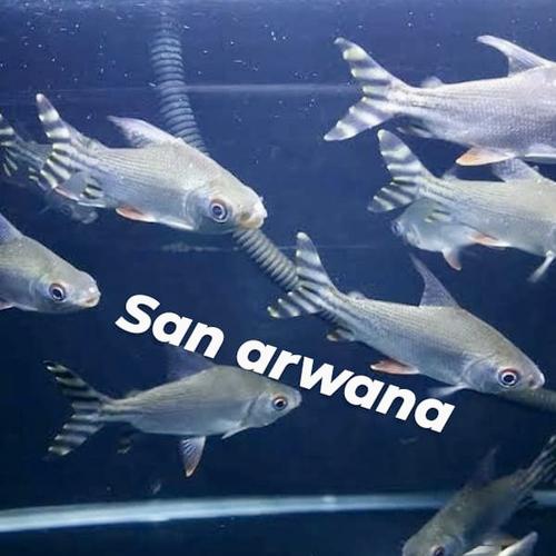 Jual San Arwana American Flagtail Yellow Feifeng YFF Ikan Arowana ...