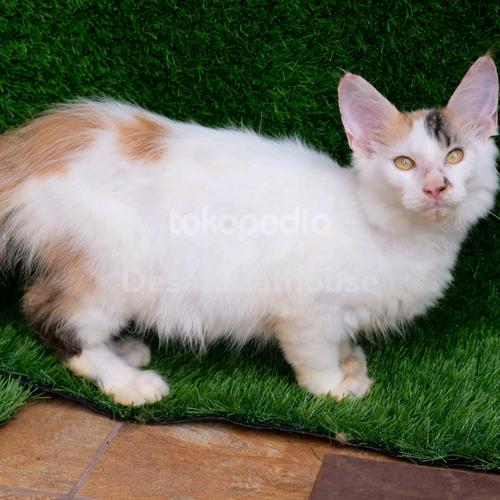 Jual Kucing Ras Maine Coon Ped CFA Calico Breed Mainecoon by Desafa ...