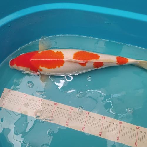 Jual Ikan Koi F1 Kohaku 3 step 55BU Male Jantan Surabaya - Kota ...