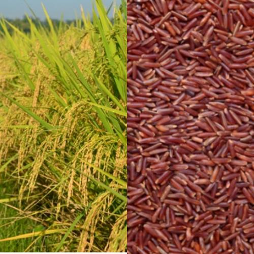 Promo jual benih padi beras merah super unggul - Kab. Bandung Barat ...