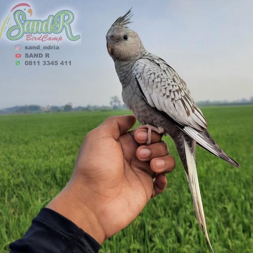 Jual Mainan Falk White Face WF Skil (Mainan Burung) - WF Grey - Kab ...