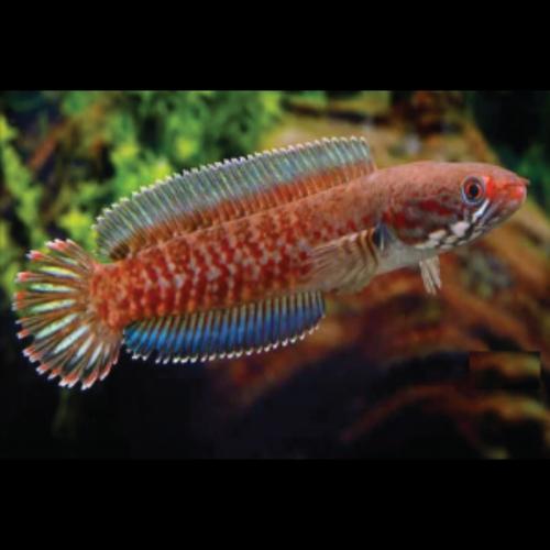 Jual channa red andrao WC Satu pair - Kab. Bogor - raincity_bettafish ...