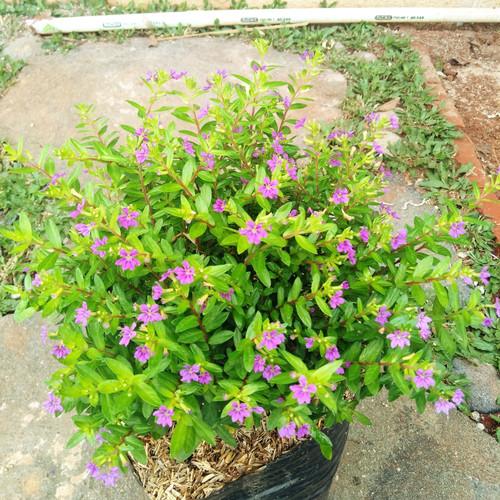 Jual Tanaman Bunga Taiwan Beauty Ungu - Kota Bekasi - Flora makmur ...