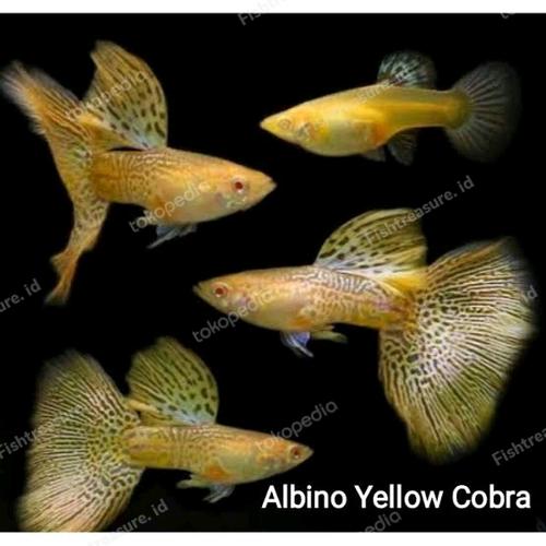Jual Ikan Hias Guppy Albino Yellow Cobra - betina - Kota Depok - Fishtreasure. id | Tokopedia