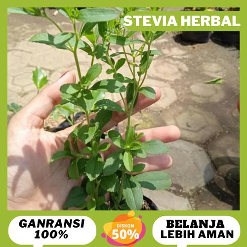 Jual BIBIT TANAMAN DAUN STEVIA OBAT HERBAL - Kab. Nganjuk - Ahmad bibit ...