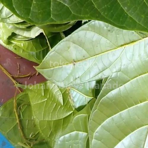 Jual Jual daun pangi baru petik 1 kg wilayah manado dan sekitarnya ...