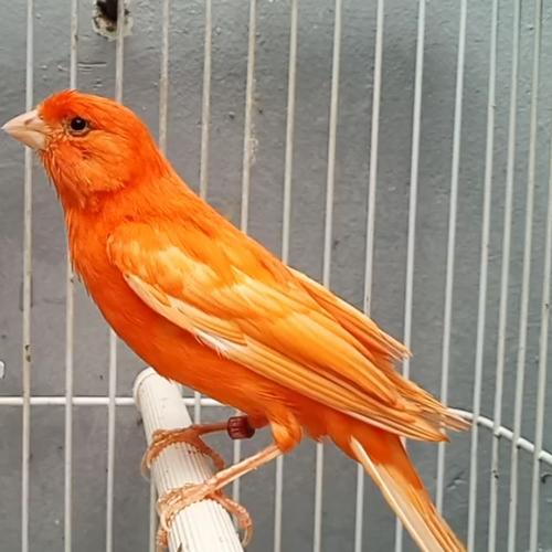 Jual kenari merlok / merah lokal jantan gacor - Kota Bandung - AL ...