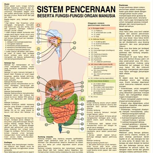 Jual poster sistem pencernaan manusia ukuran 48cmx32cm - Kab. Sleman - SobatBersih | Tokopedia