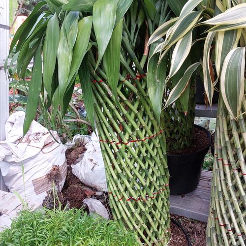 Jual Pohon bambu hoki tinggi 1meter - Jakarta Barat - dayplant ...