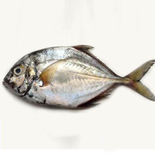 Jual Ikan Kue Gepeng Segar - Kota Tangerang - mitrasegara | Tokopedia