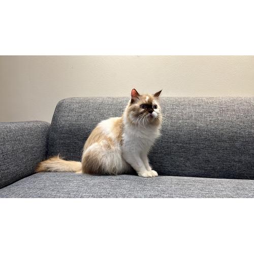 Jual Kucing ragdoll himalaya platnose longhair siam - Kota Tangerang ...