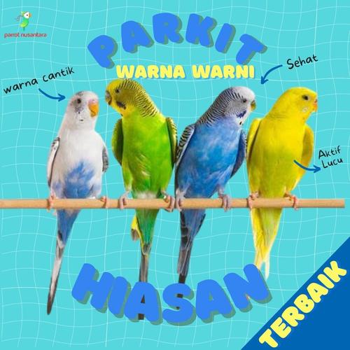 Jual BURUNG PARROT PARKIT WARNA WARNI JANTAN BETINA HIASAN AVIARY ...