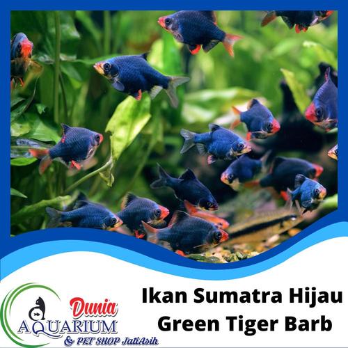Jual Ikan Sumatra Tiger Barb Ikan Hias Air Tawar - Green Barb - Kab ...