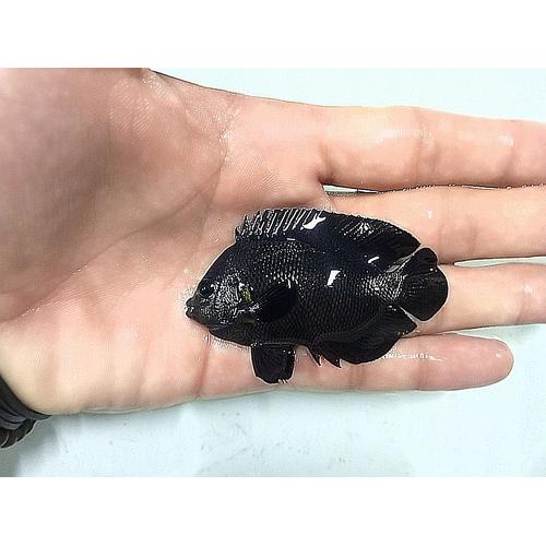 Jual Black Nox Angelfish / Angel Hitam Polos/Negro - Kota Bekasi ...
