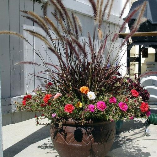 Jual Tanaman Hias - Burgundy Purple Fountain Grass | Rumput Air Mancur ...