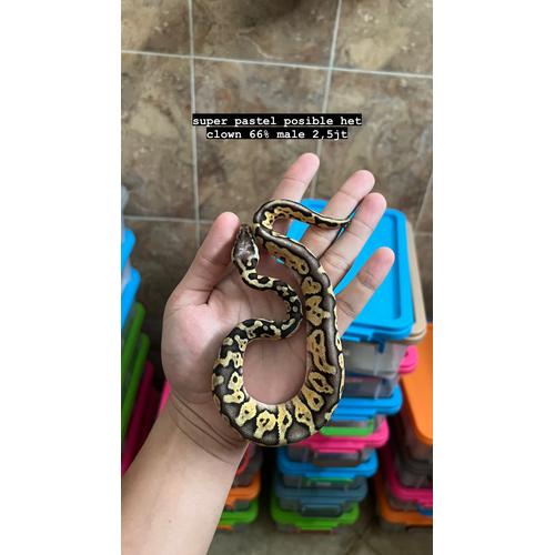 Jual ball python super pastel posible het clown /jual ball python indonesia - Kota Tangerang ...