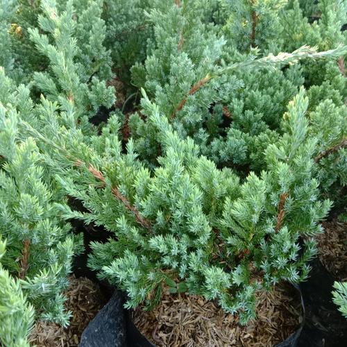 Jual bibit tanaman bunga Cemara ekor buaya,sangat bagus buat bahan ...