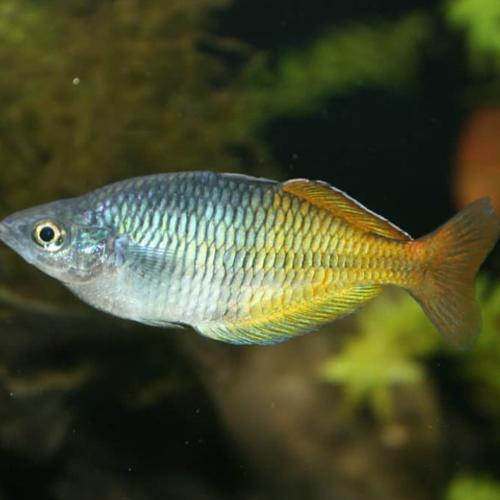 Jual ikan rainbow boesmani - Kota Depok - rajaquascapee | Tokopedia