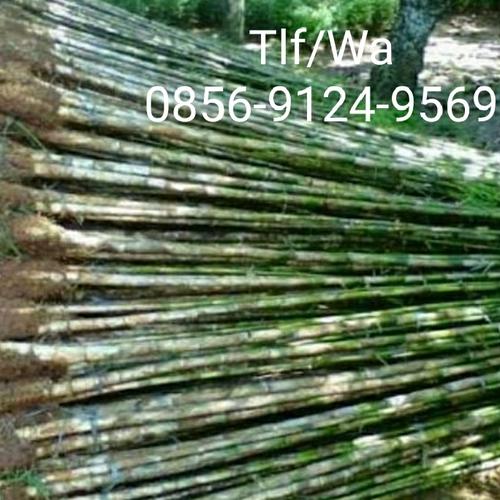 Jual @ pohon bambu Jepang bambu pagar tanaman hias pagar bambu hijau ...