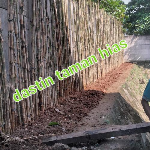 Jual pohon bambu jepang - Kab. Bogor - dastin taman hias | Tokopedia