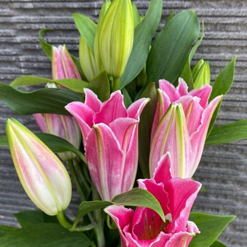 Jual Bunga Lily Casablanka satu ikat - Jakarta Barat - Florist JKT ...