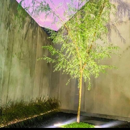 Jual pohon liangliu janda merana tingi 4 meter - Kota Depok ...