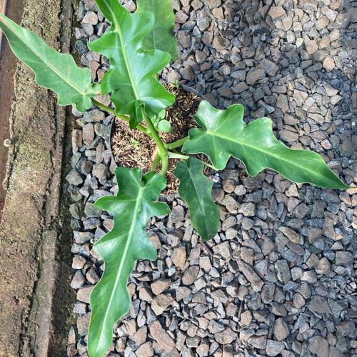 Jual philodendron bob cee hias - Kota Depok - Kembang Hitam | Tokopedia