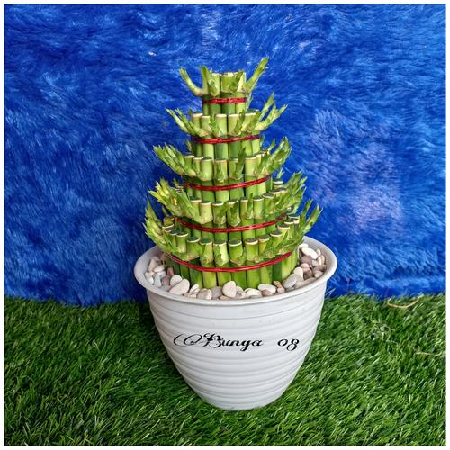 Jual Tanaman Hias Bambu Hoki 5 Susun plus pot tawon & Batu hias - 5 ...