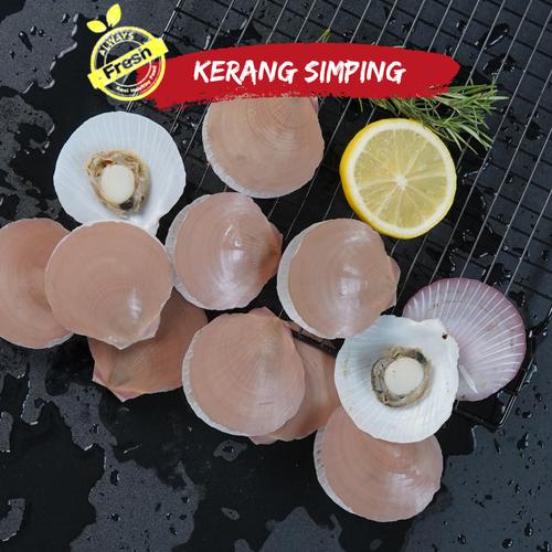 Jual Kerang Simping Scallop Fresh 1kg - Simping Besar, 0,5 kg - Jakarta ...