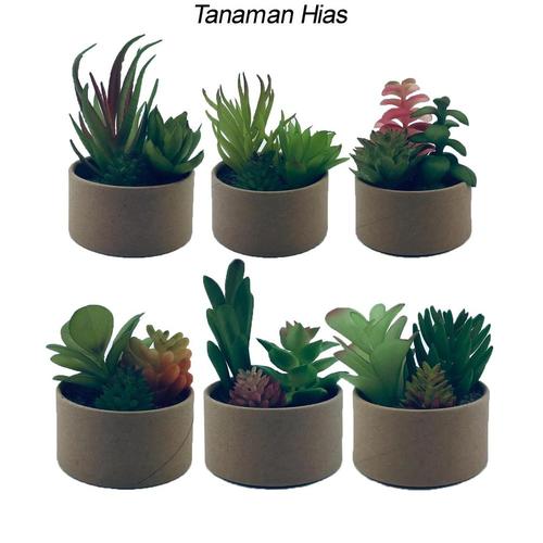 Jual READY!! Tanaman Hias/Tanaman Mini/Tanaman Plastik/3 tanaman 1 pot ...