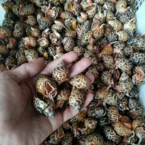 Jual Keong Macan Kerang Macan Seafood Hasil Laut Segar 1 Kg - Jakarta ...