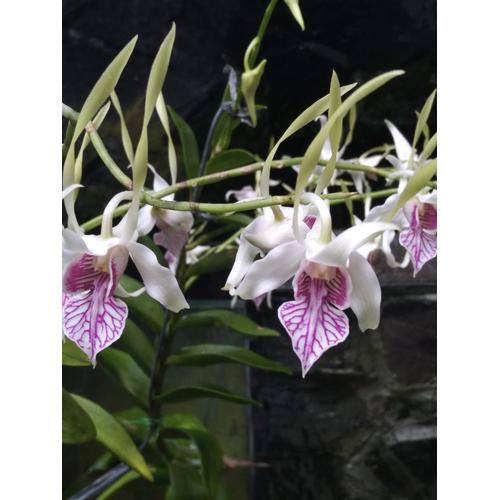 Jual Anggrek Dendrobium Stratiotes Jungle - Kab. Klaten - YoorisFAM ...
