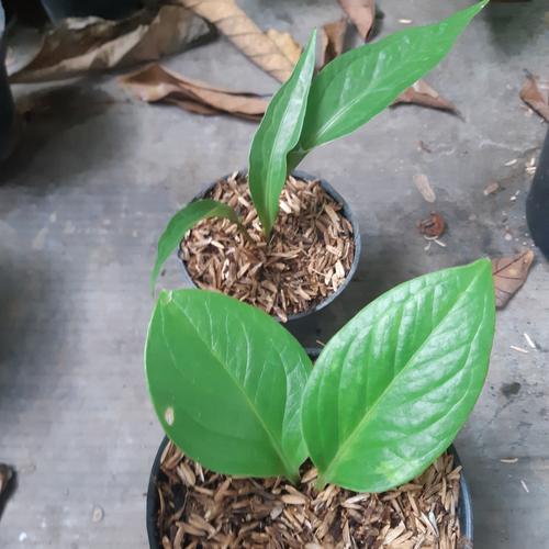 Jual anthurium paketan ( obor dan cobtik varigata ) - Kota Tangerang ...