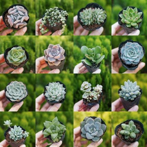 Jual READY!! Kaktus Sukulen Sekulen Mini Pilih Jenis + Pot Tanaman Hias ...