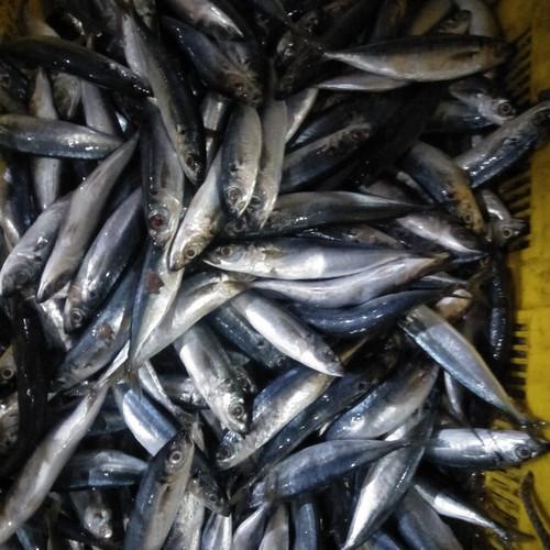 Jual Ikan Layang Hasil Laut Segar Seafood 1 Kg - Jakarta Barat ...