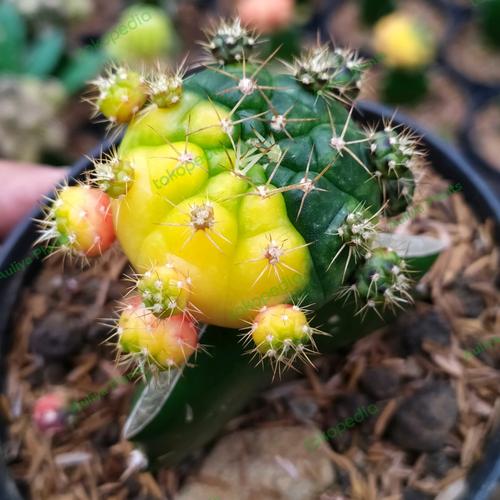 Jual kaktus grafting gymnocalycium damsi variegata | kaktus dan sukulen ...