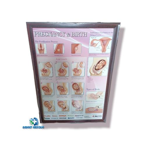 Jual CHART KEHAMILAN / CHART KELAHIRAN / POSTER KEHAMILAN DAN KELAHIRAN ...