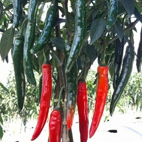 Jual Benih Cabai Besar Arimbi 85 10Gr Hibrida F1 - Jakarta Selatan ...