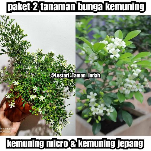 Jual paket 2 tanaman bunga wangi kemuning micro - kemuning jepang - Kab ...