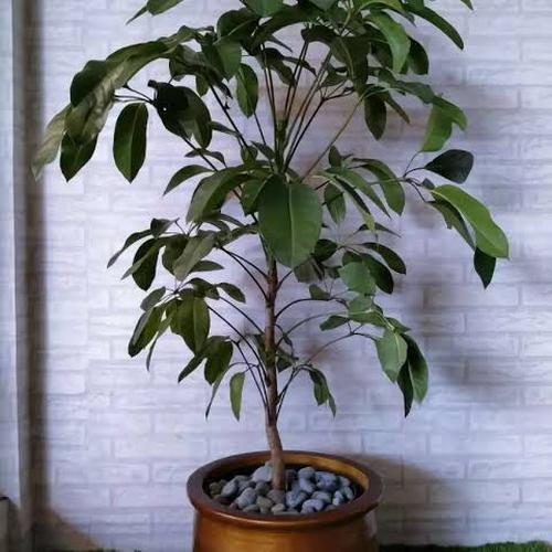 Jual Tanaman Walisongo daun besar - pohon Walisongo 1mtr - Kab. Bogor ...
