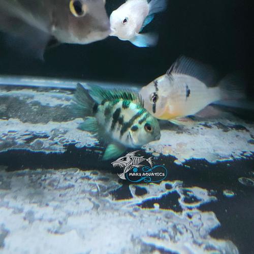 Jual IKAN HIAS PARROT ZEBRA BABY CONVICT PARROT - Jakarta Barat - Mars ...